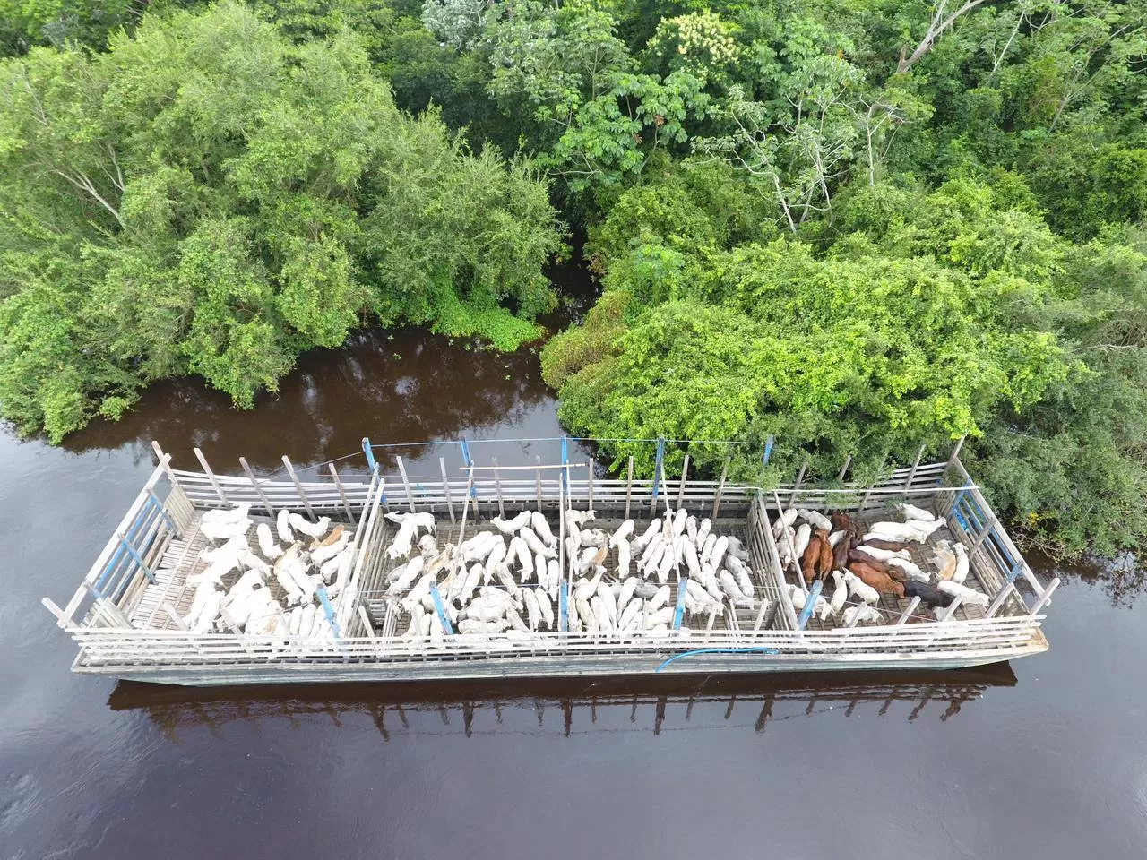 Ganaderos en Beni reportan que pagan entre Bs 12 y Bs 15 por litro de ...