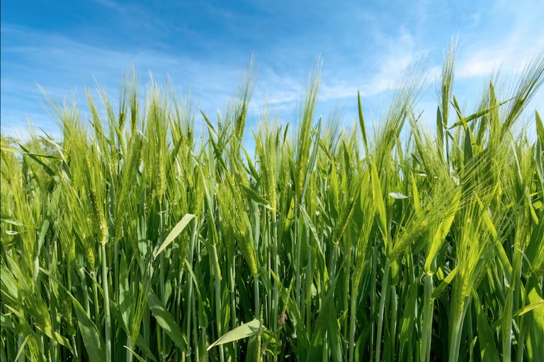 Verónica INTA: la cebada cervecera que transforma el campo y la malta ...