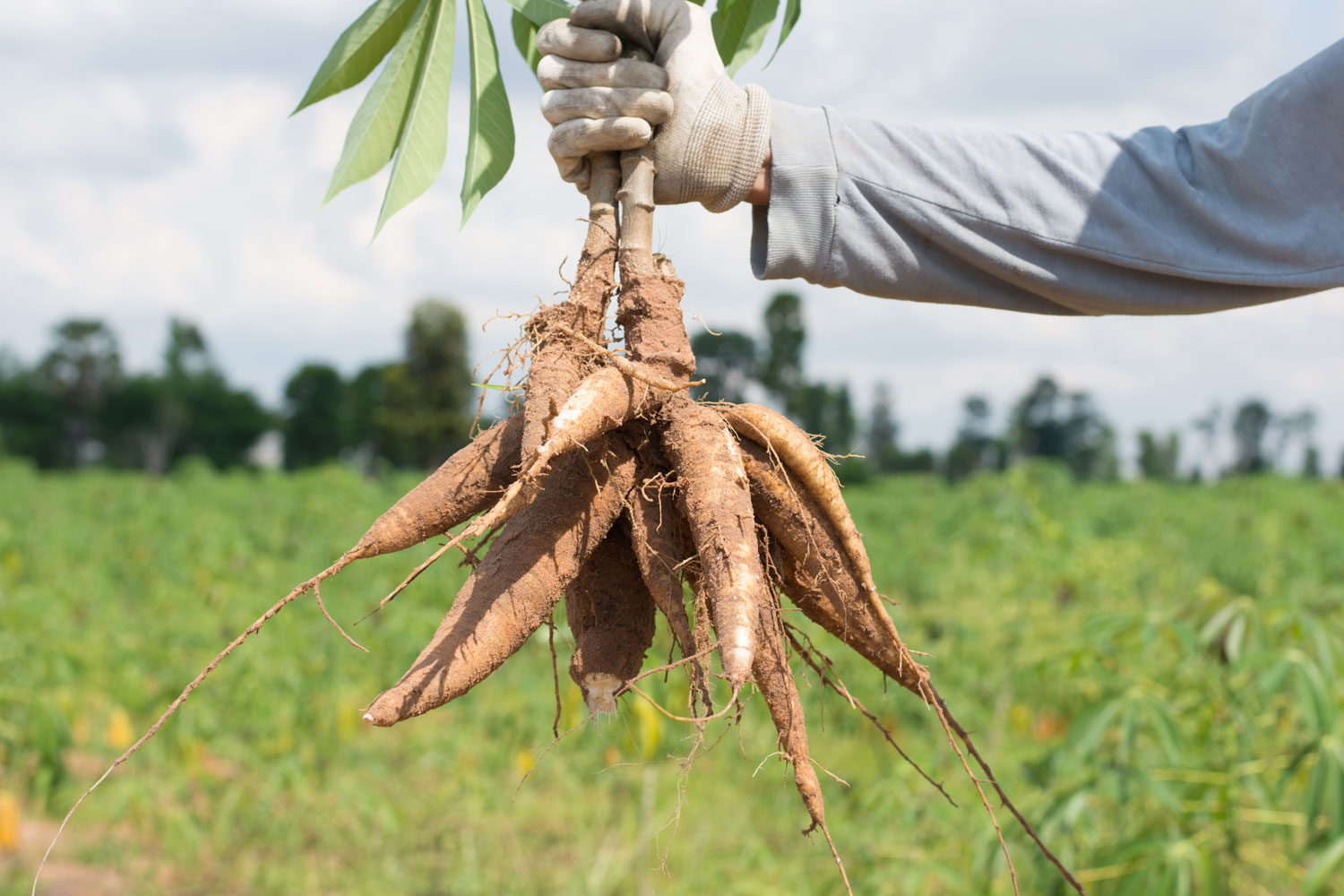 Minam presenta investigación sobre la conservación de la yuca en Perú ...