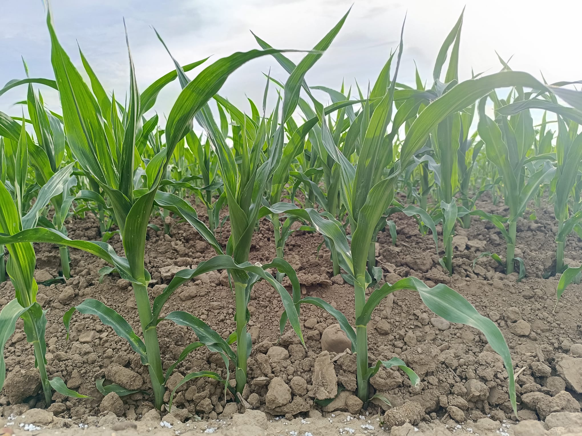 El mercado mundial de maíz 2025/26: consumo récord y producción en alza ...