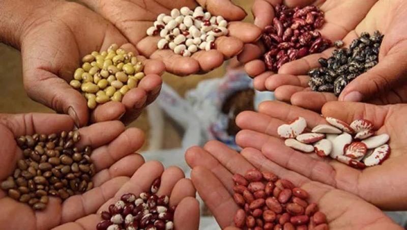 El 87.4% de cultivos en el Perú usan semillas no certificadas – SCA ...