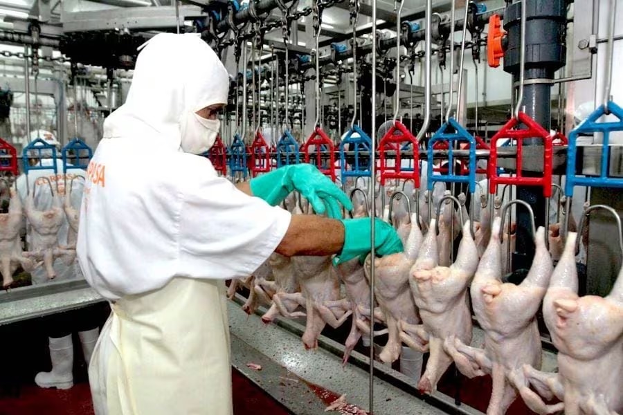 Paraguay: Sector avícola se encuentra en crecimiento sostenido y busca ...