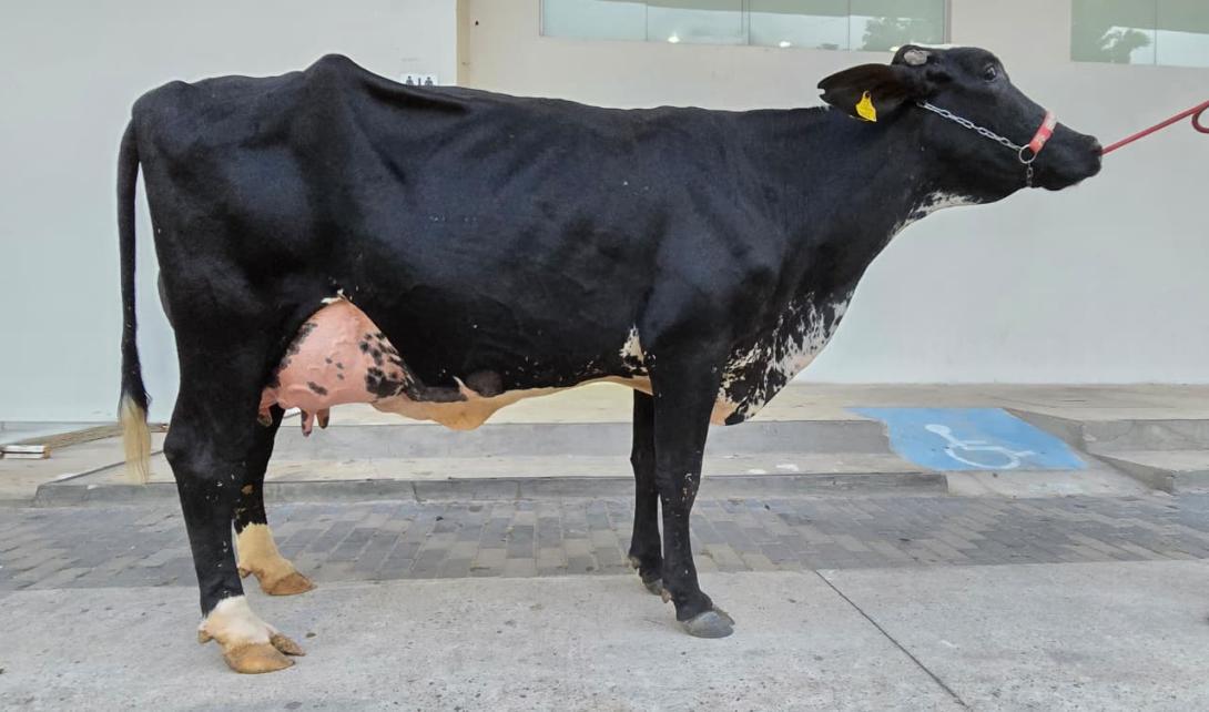 Concurso lechero: «Catalina es única», la ganadora alcanza a producir ...