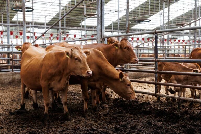 Precios mundiales de la carne en récord: EE.UU., Brasil y México marcan ...