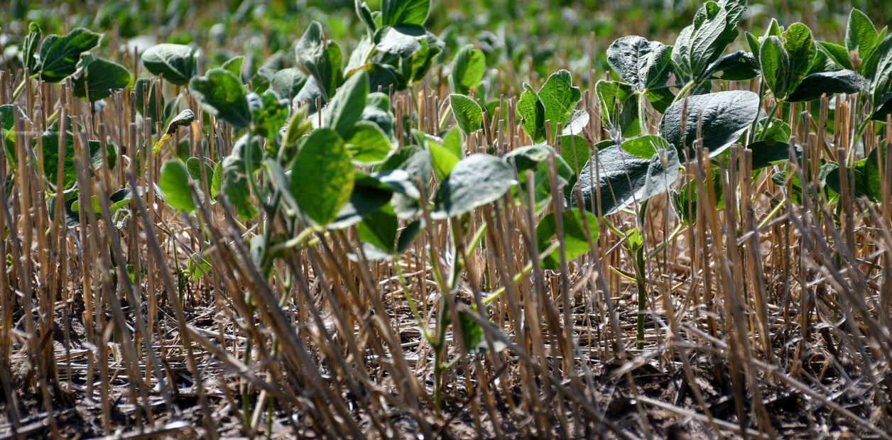 Tras la histórica campaña de trigo en Argentina, aconsejan ajustar la ...