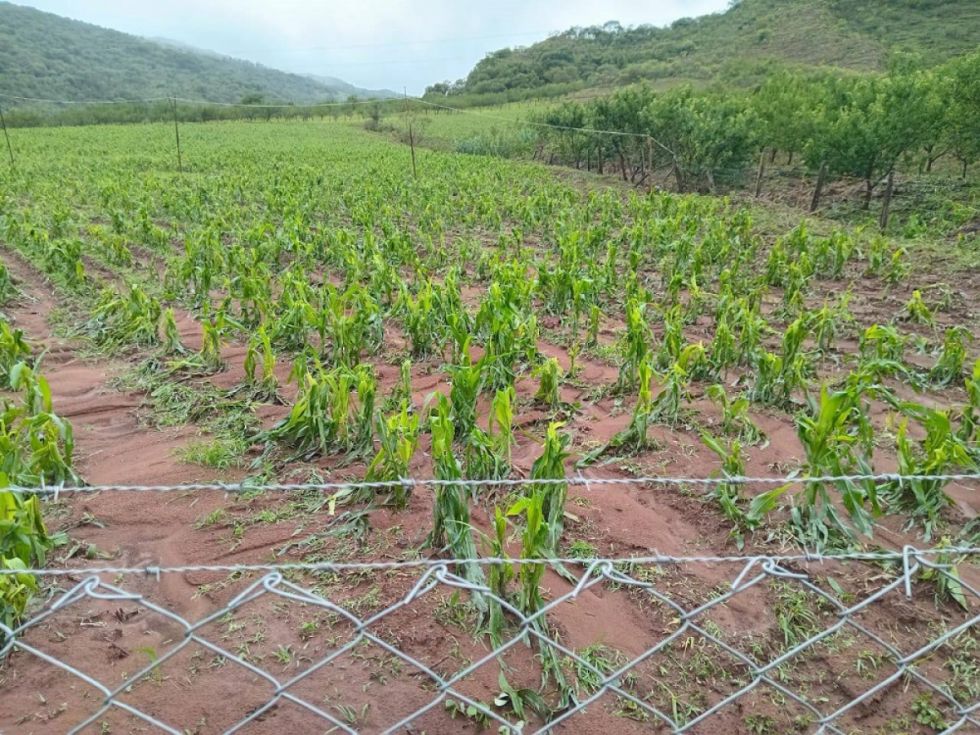Granizada en Entre Ríos daña los cultivos de durazno y maíz – SCA Canal ...
