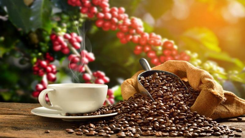 Consumo de café en Perú alcanza los 1.7 kilos por persona al año – SCA ...