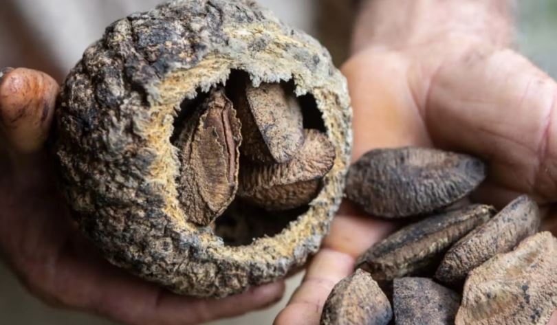 Precio de la castaña sube a Bs 600 en Pando y denuncian monopolio en ...