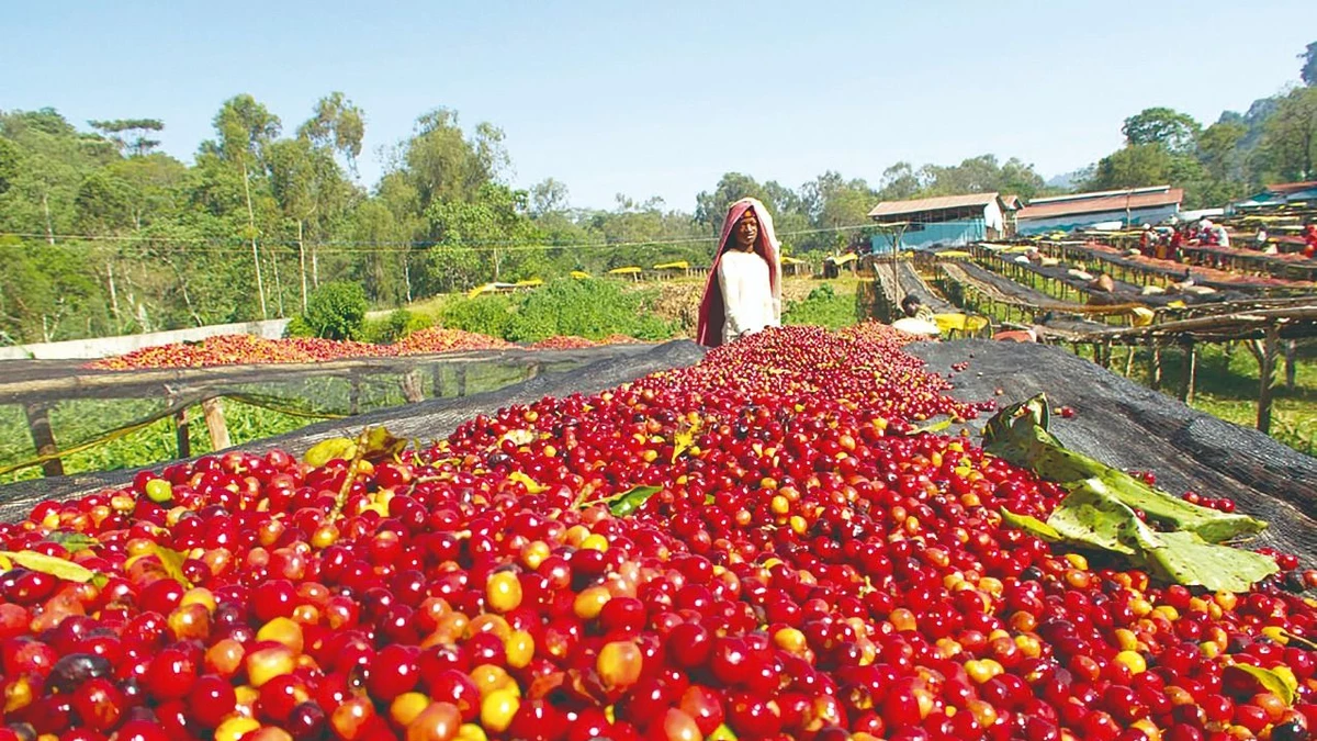 El aroma del café boliviano salta muros y llega a tazas del exterior ...